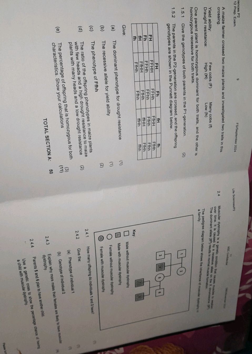 A maize farmer crossed two maize plants and | StudyX