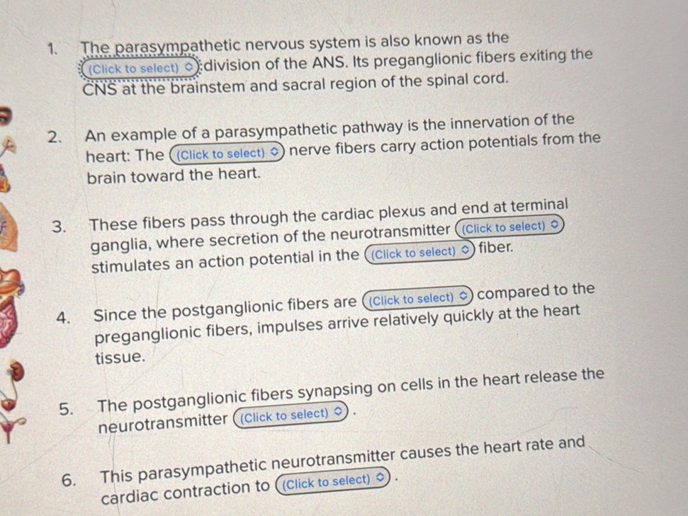 1. The parasympathetic nervous system is | StudyX