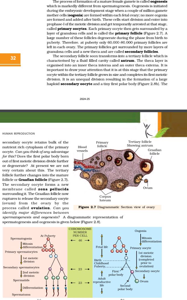 Can you identify major differences between | StudyX