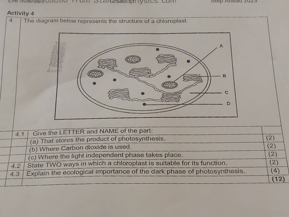 The diagram below represents the structure | StudyX