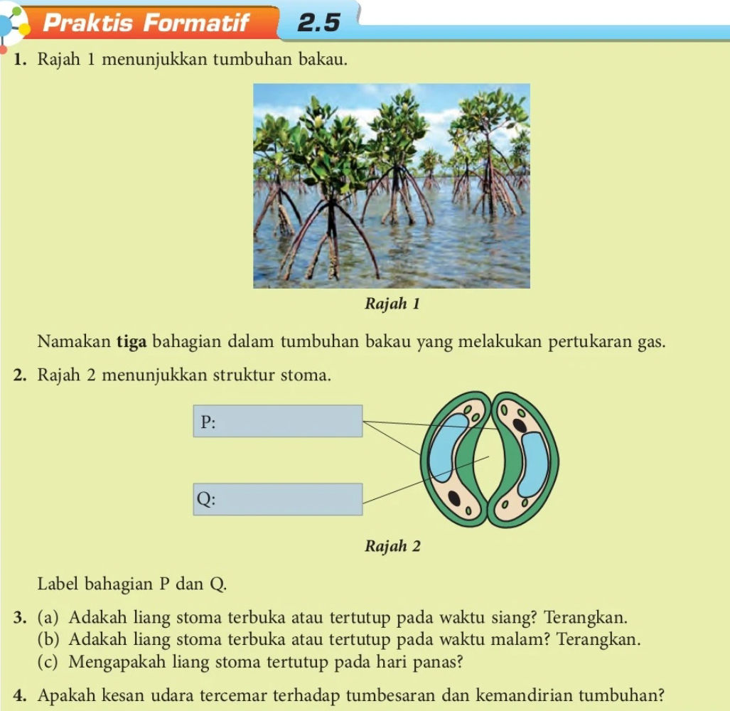 1. Rajah 1 menunjukkan tumbuhan bakau. | StudyX