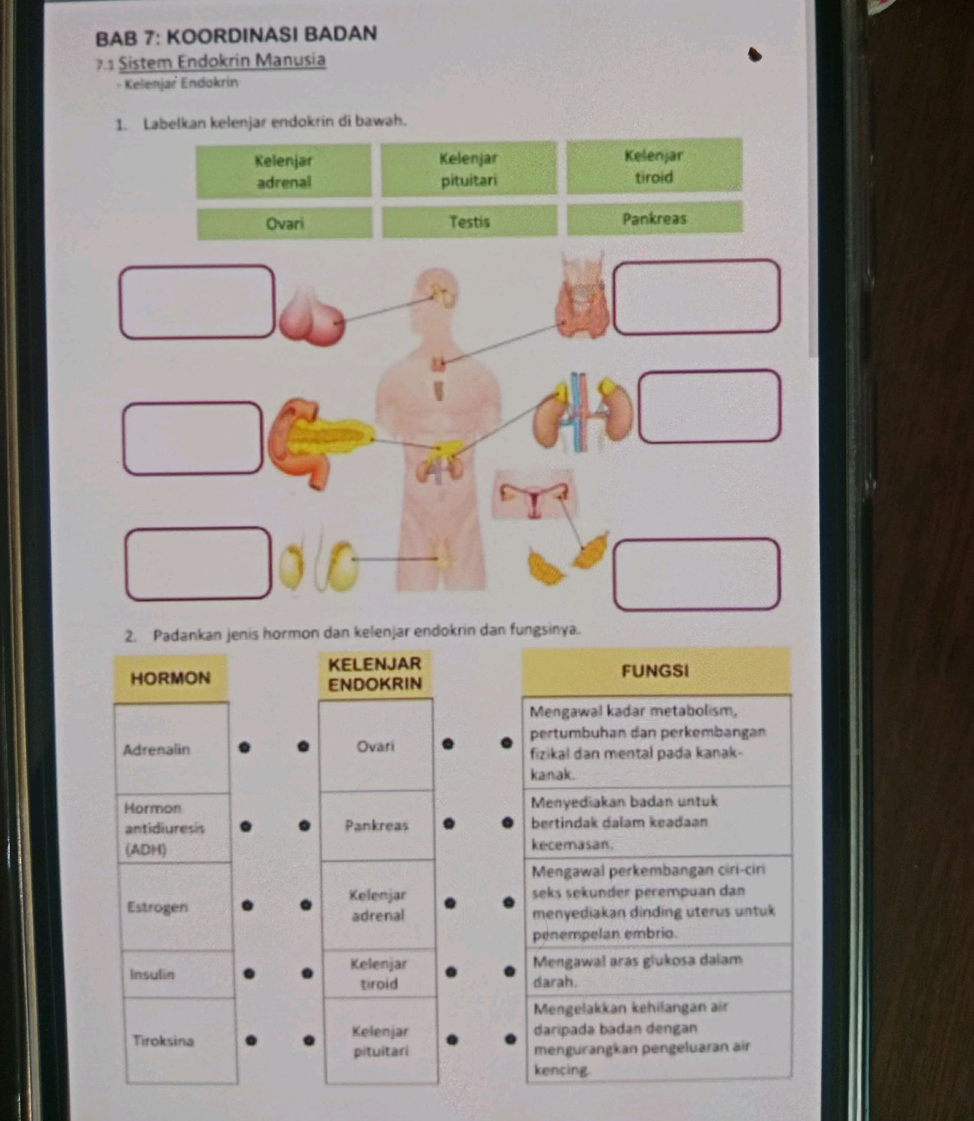 1. Labelkan kelenjar endokrin di bawah. | StudyX