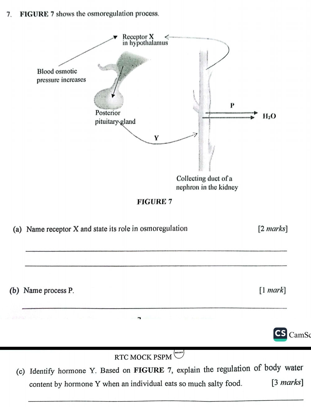 7. FIGURE 7 shows the osmoregulation | StudyX