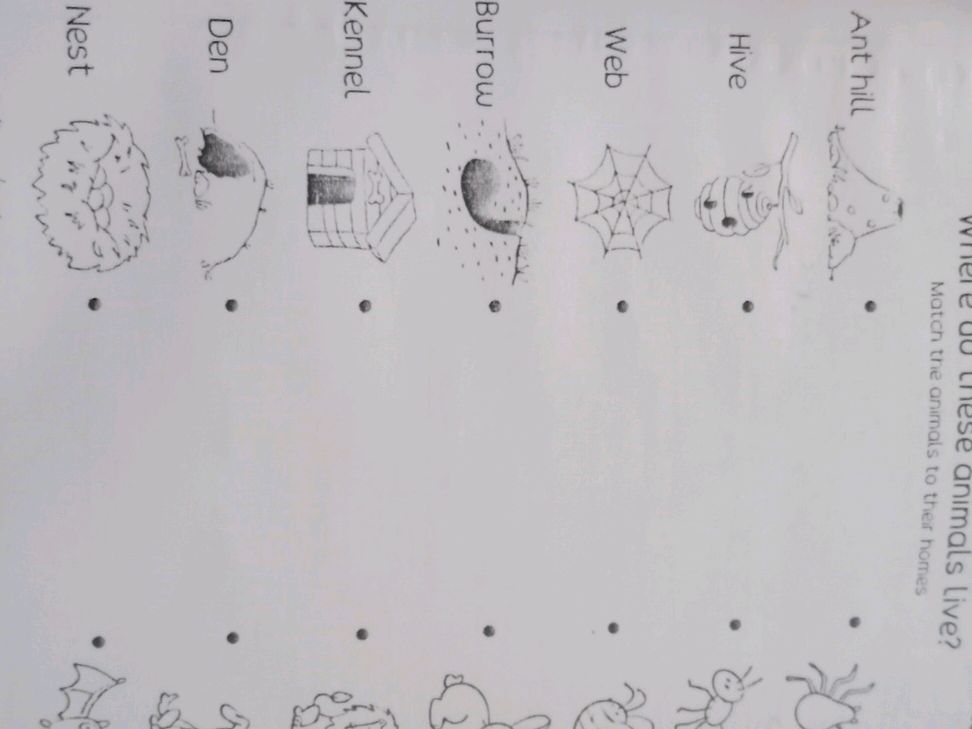 Where do these animals live? Match the | StudyX