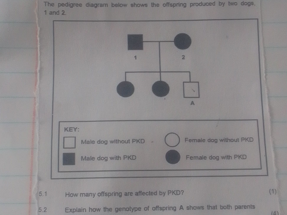 The pedigree diagram below shows the | StudyX