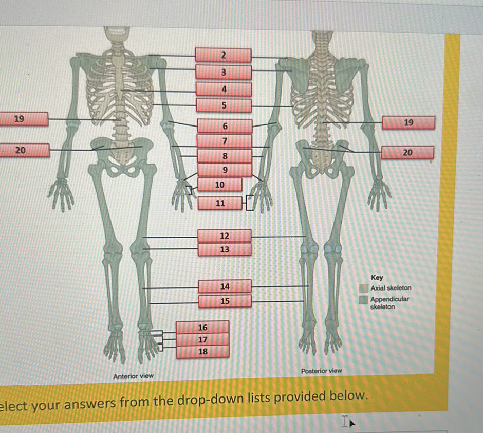 The image shows a diagram of a human | StudyX