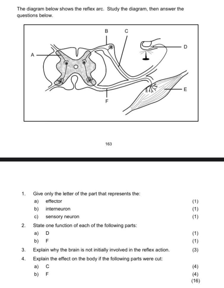 The diagram below shows the reflex arc. | StudyX