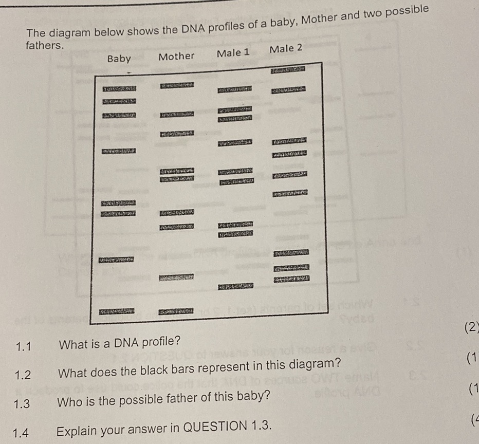The diagram below shows the DNA profiles of | StudyX