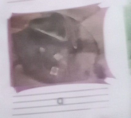 The image shows a biological structure. | StudyX