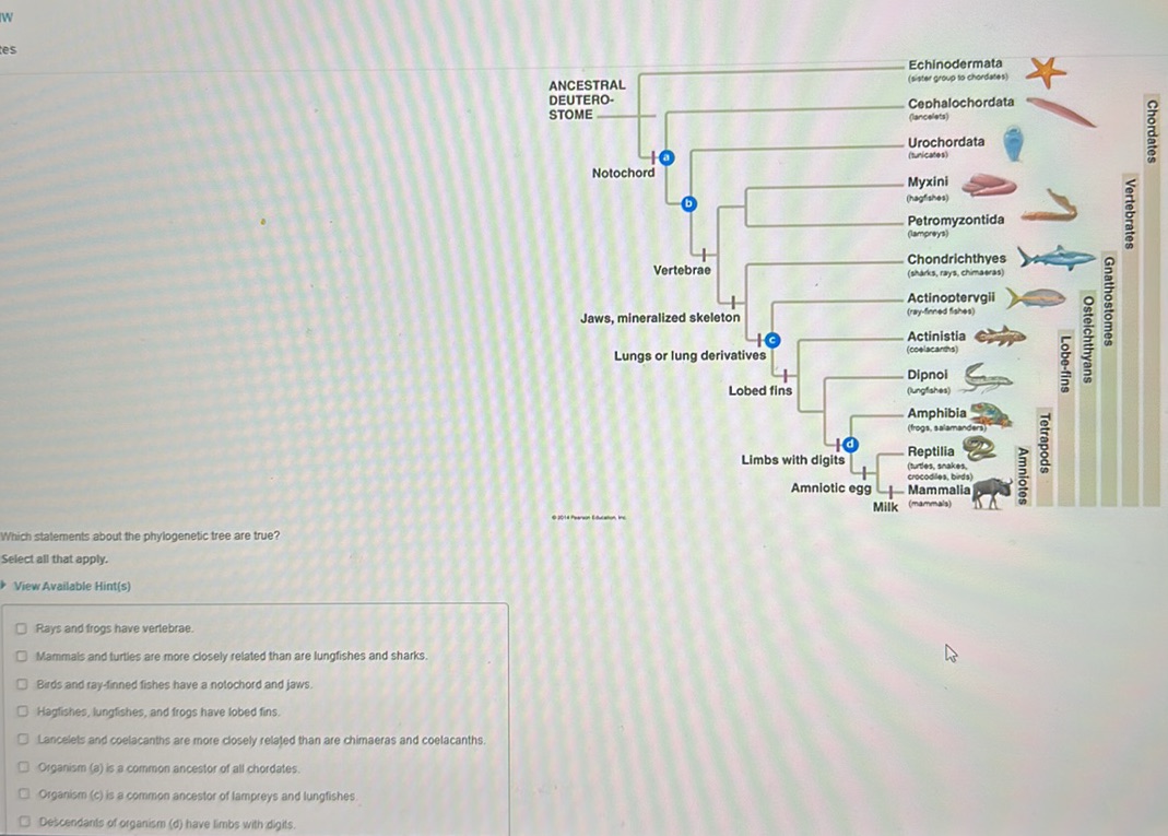 Which statements about the phylogenetic tree | StudyX