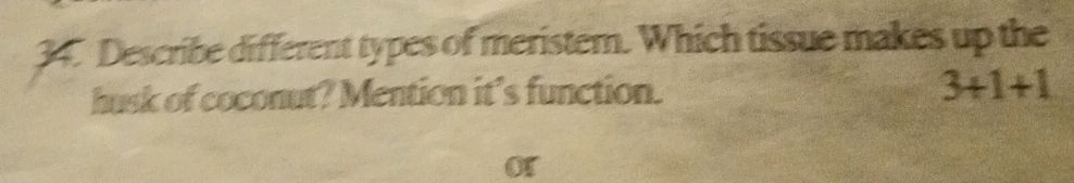 34. Describe different types of meristem. | StudyX