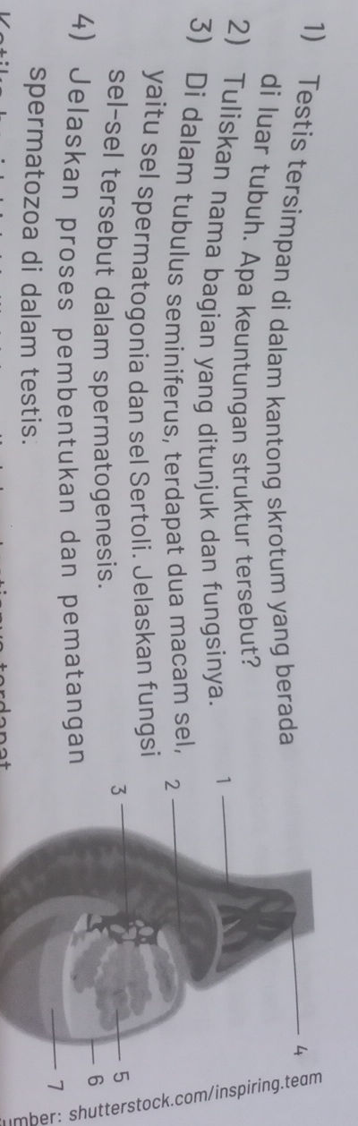 1) Testis tersimpan di dalam kantong skrotum | StudyX