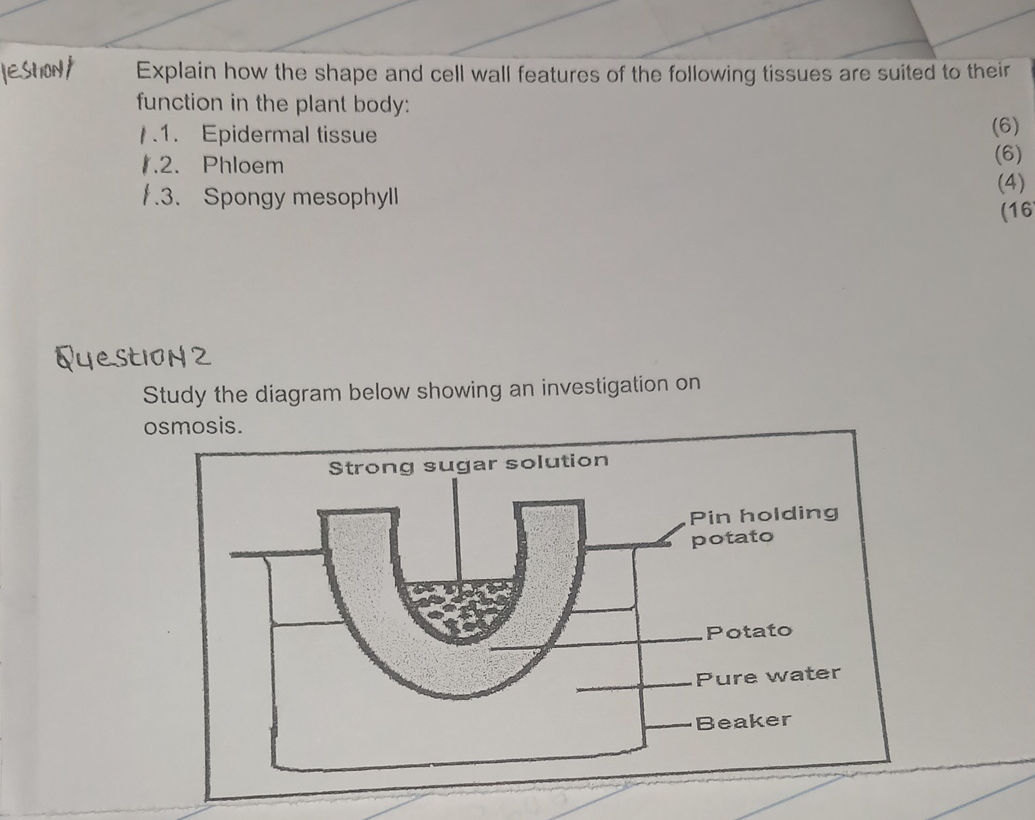 Explain how the shape and cell wall features | StudyX