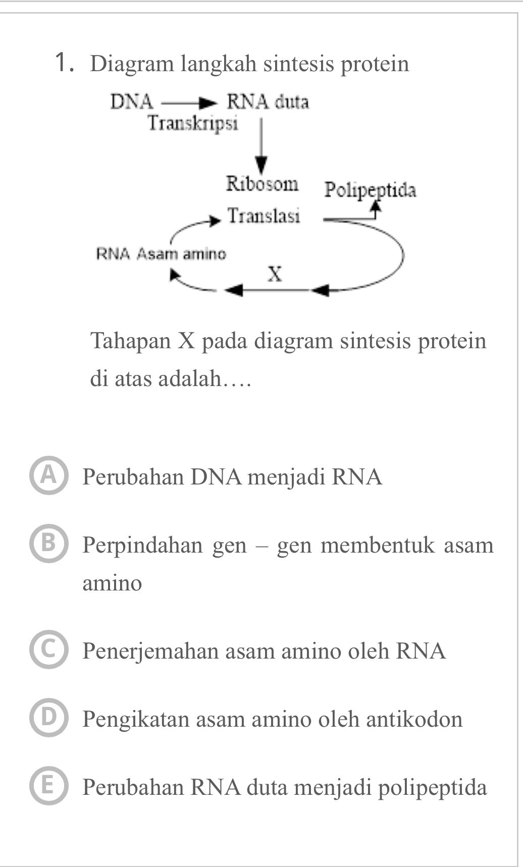 1. Diagram langkah sintesis protein DNA -> | StudyX