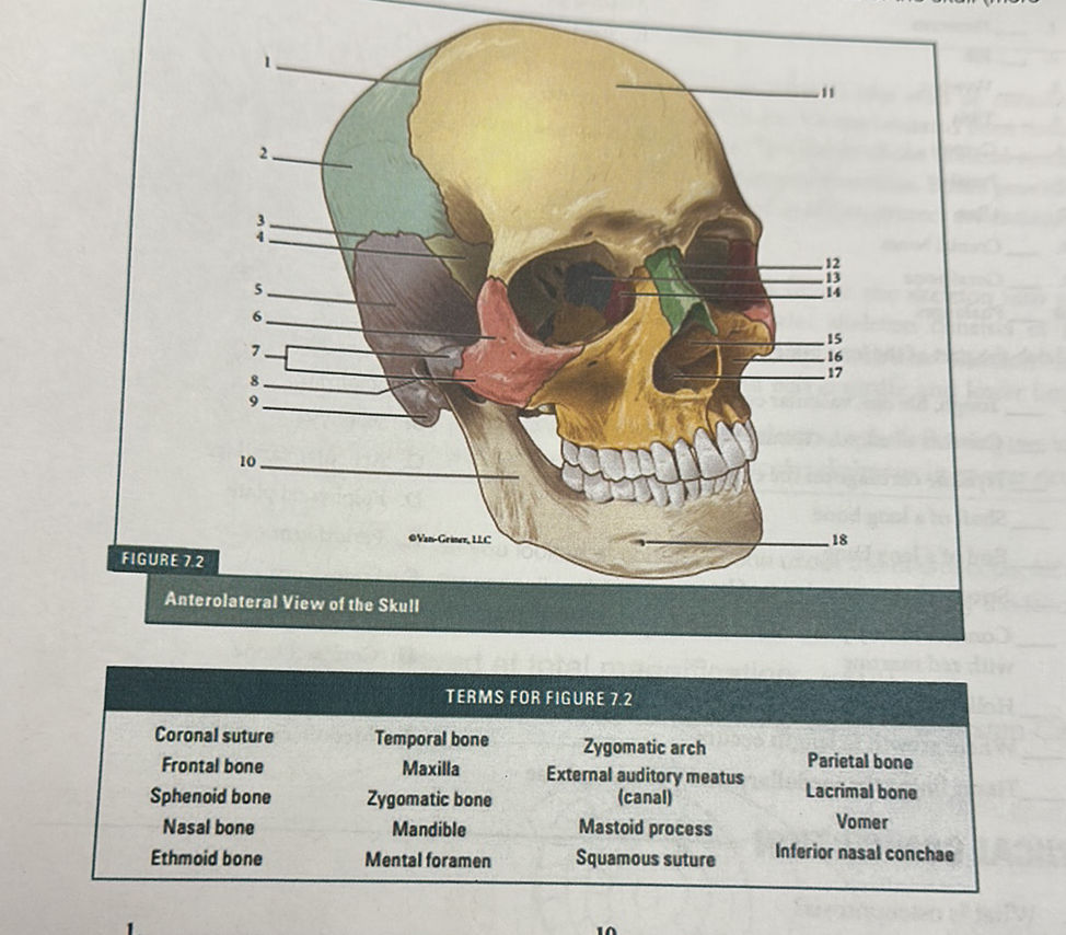 The image shows a diagram of a skull with | StudyX