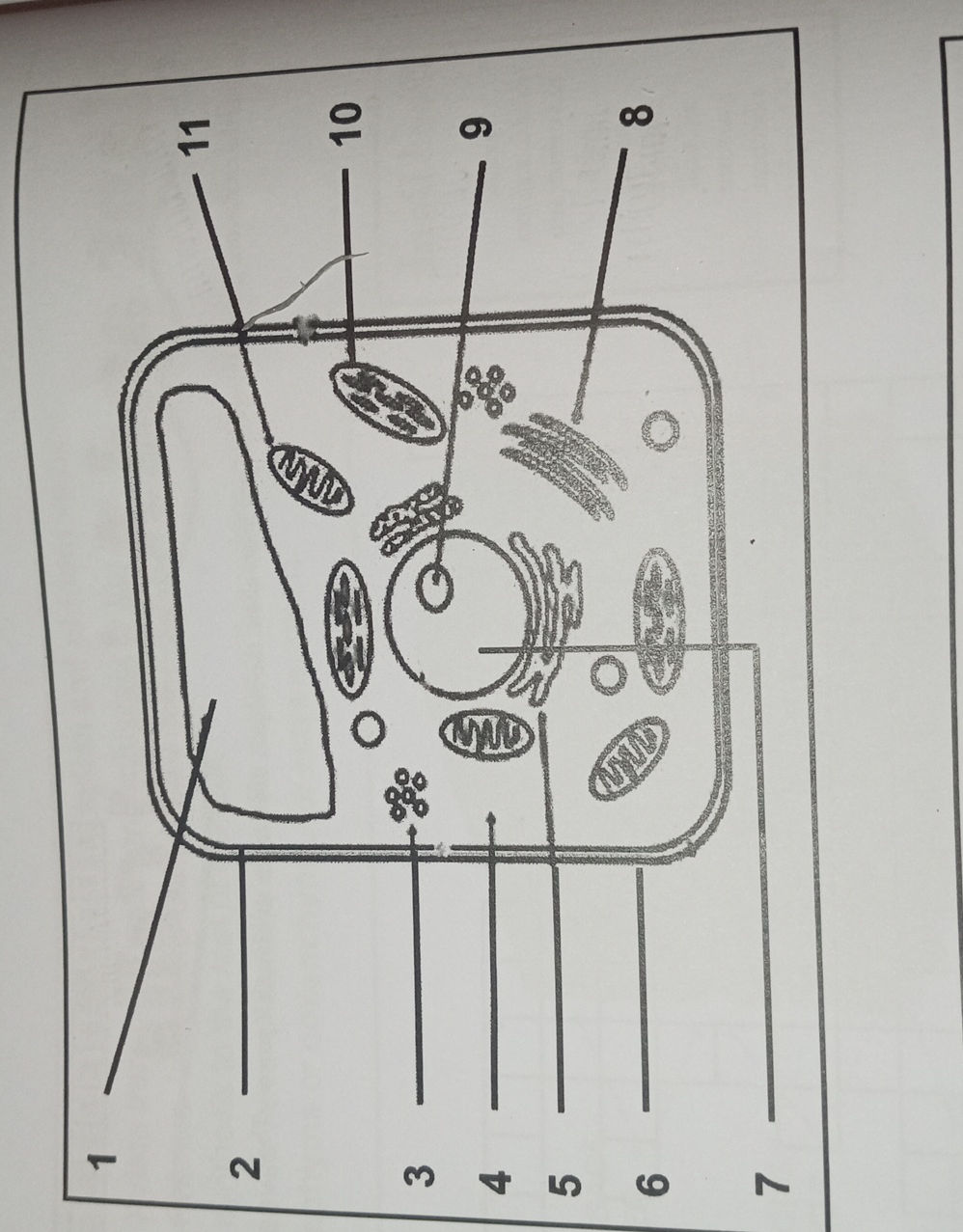 The image shows a diagram of a cell with | StudyX