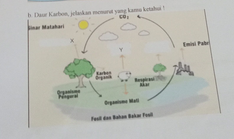 b. Daur Karbon, jelaskan menurut yang kamu | StudyX