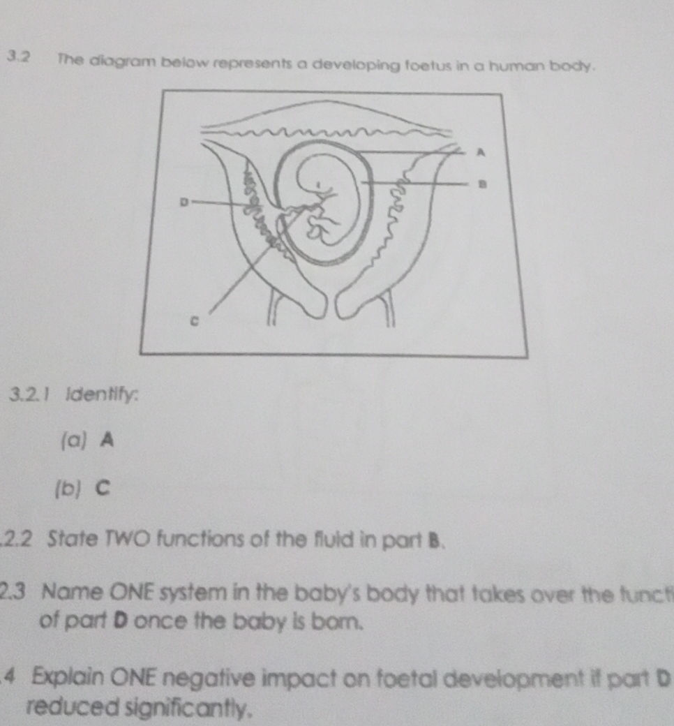 3.2 The diagram below represents a | StudyX