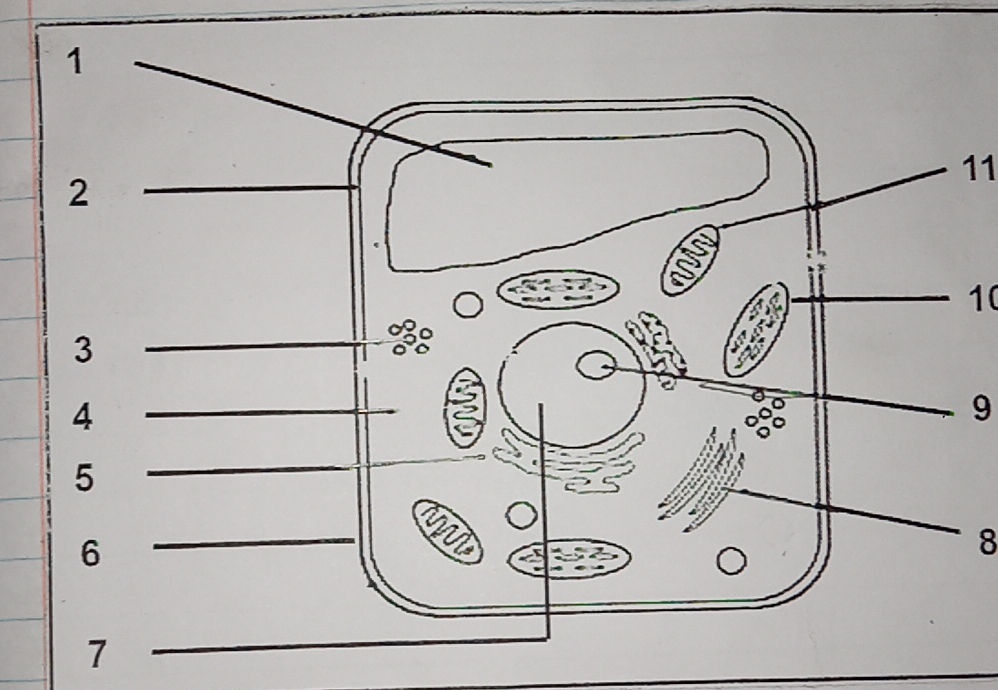 The image is a diagram of a plant cell with | StudyX