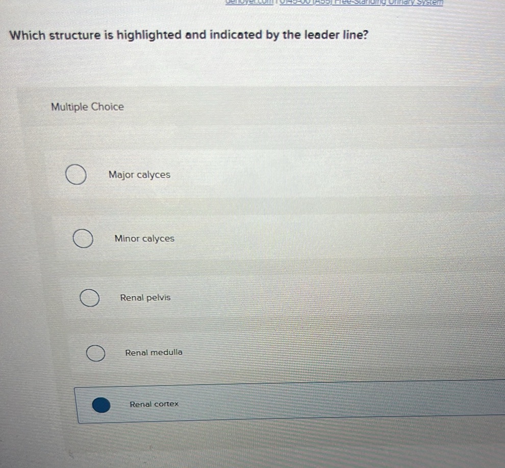 Which structure is highlighted and indicated | StudyX