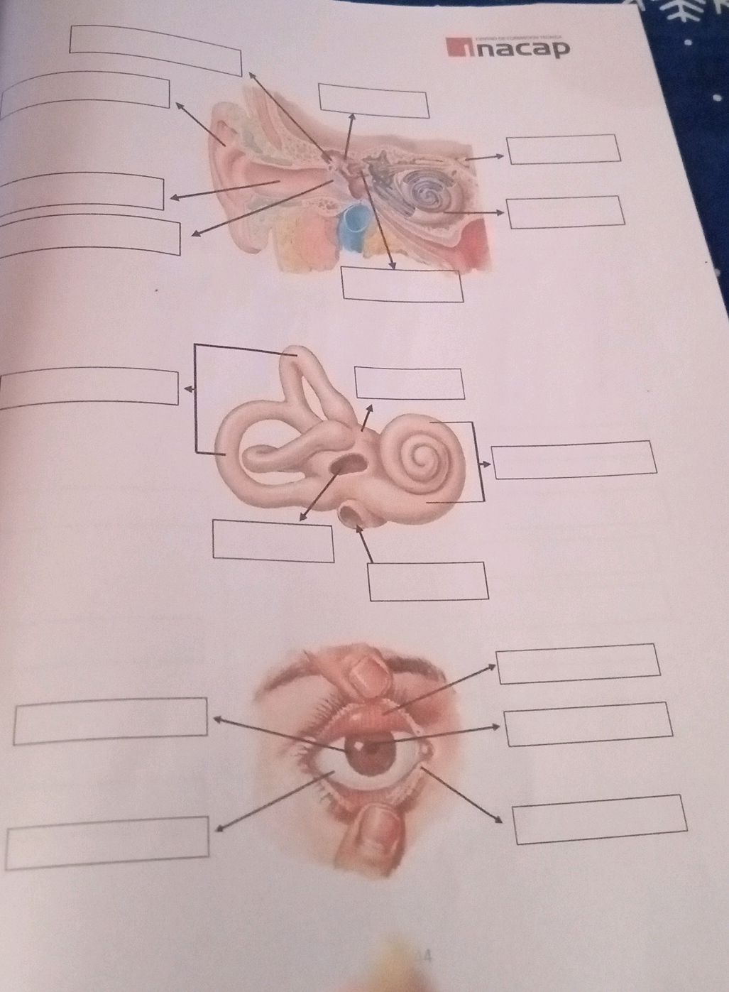 The image shows diagrams of the ear and the | StudyX