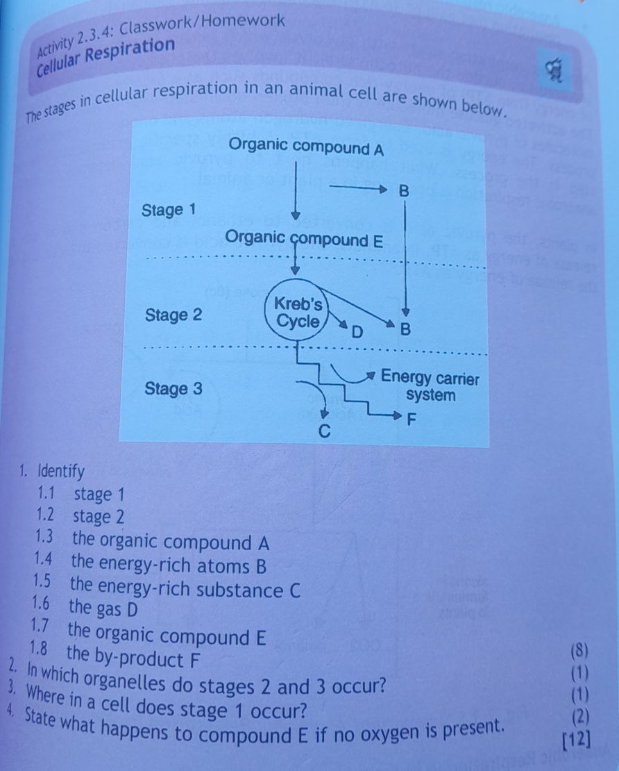 The stages in cellular respiration in an | StudyX