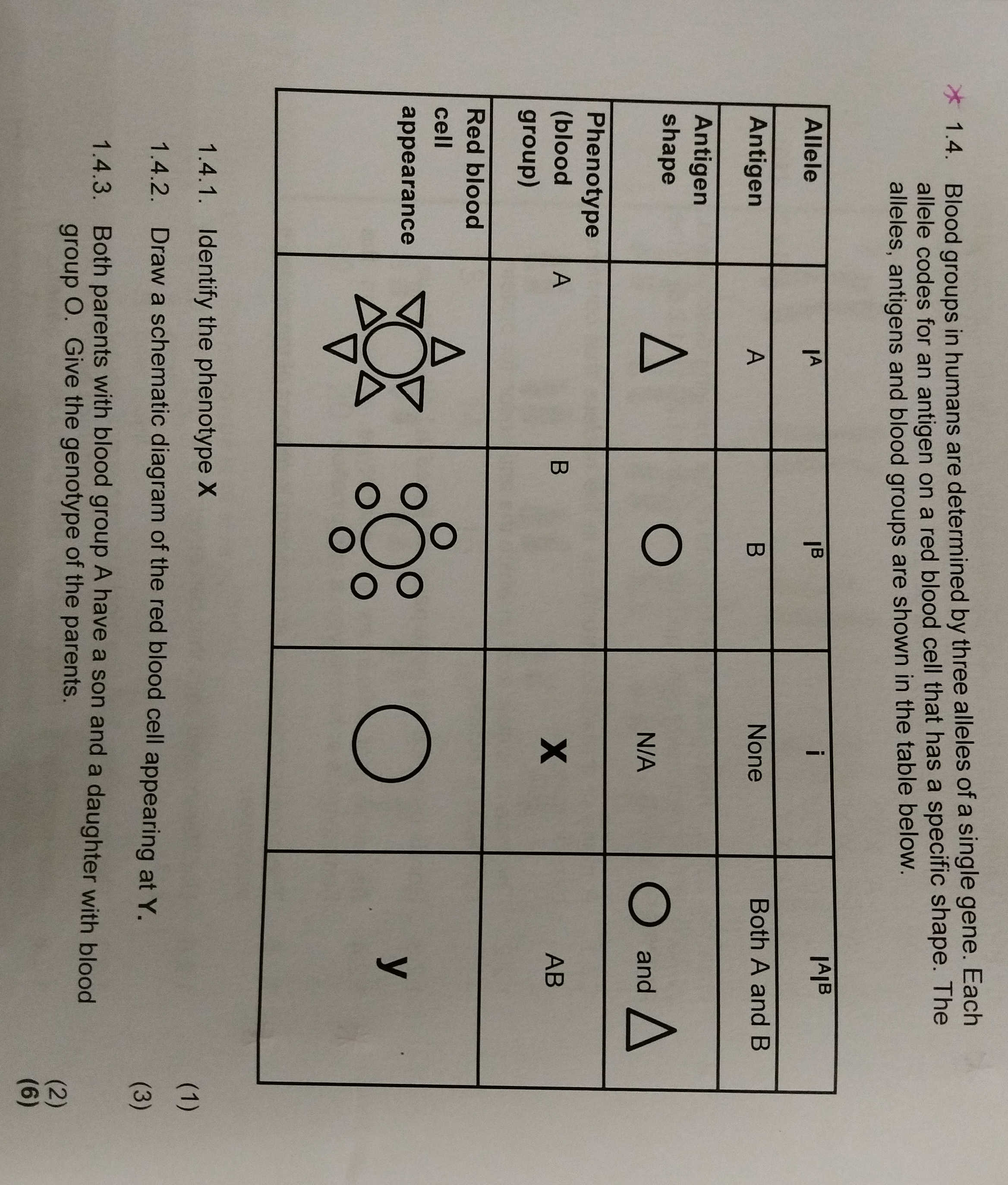 1. 4. Blood groups in humans are determined | StudyX