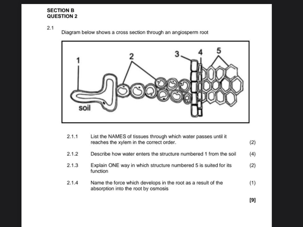 2. 1 Diagram below shows a cross section | StudyX