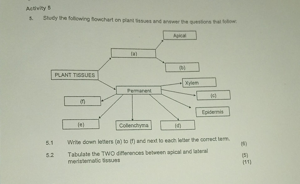Study the following flowchart on plant | StudyX