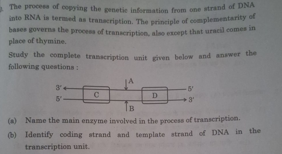 Study the complete transcription unit given | StudyX