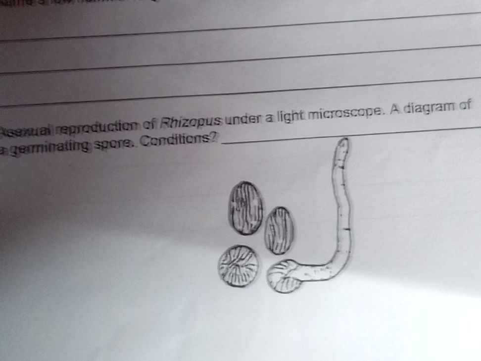Asexual reproduction of Rhizopus under a | StudyX