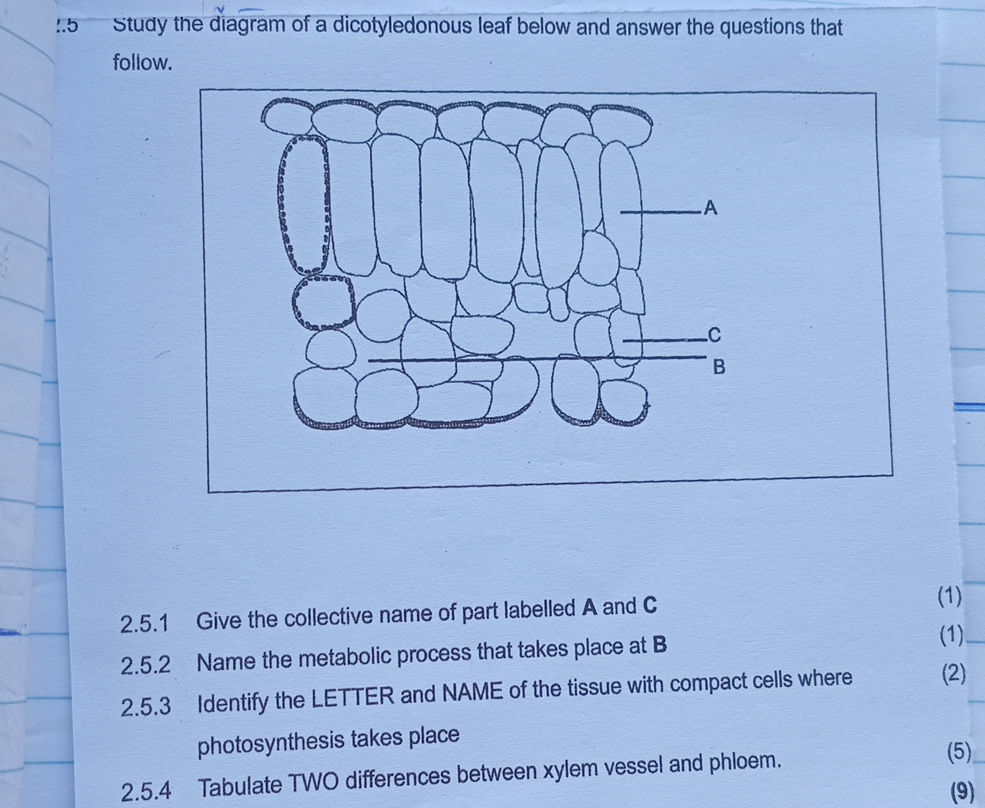Study the diagram of a dicotyledonous leaf | StudyX