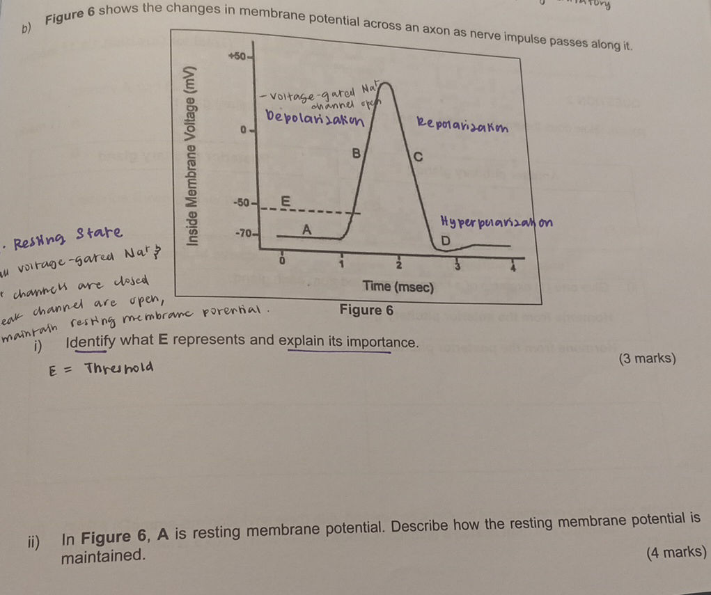 b) Figure 6 shows the changes in membrane | StudyX