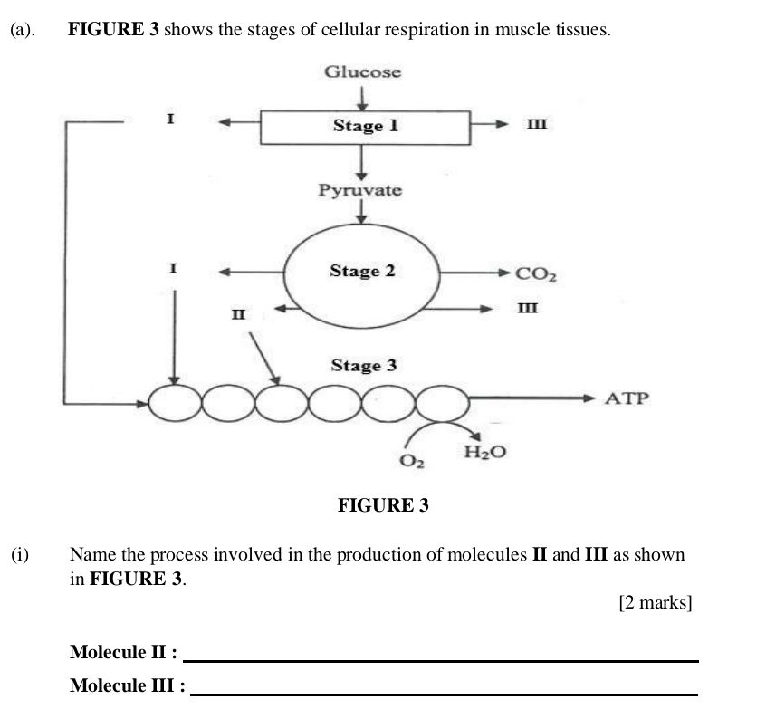 (a). FIGURE 3 shows the stages of cellular | StudyX