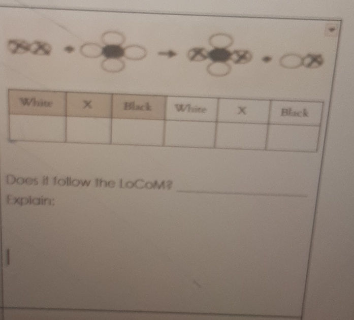 White | X | Black | White | X | Black | StudyX
