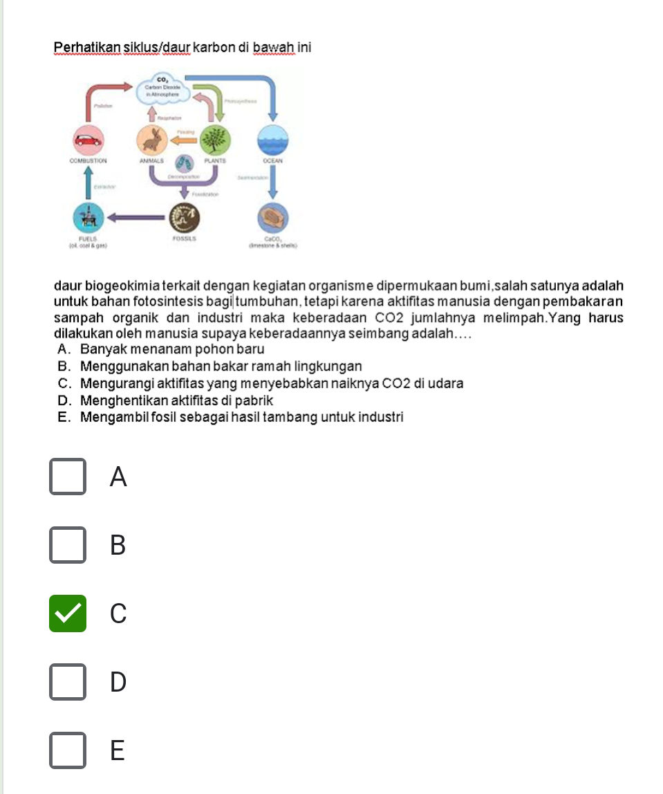 Perhatikan siklus/daur karbon di bawah ini | StudyX