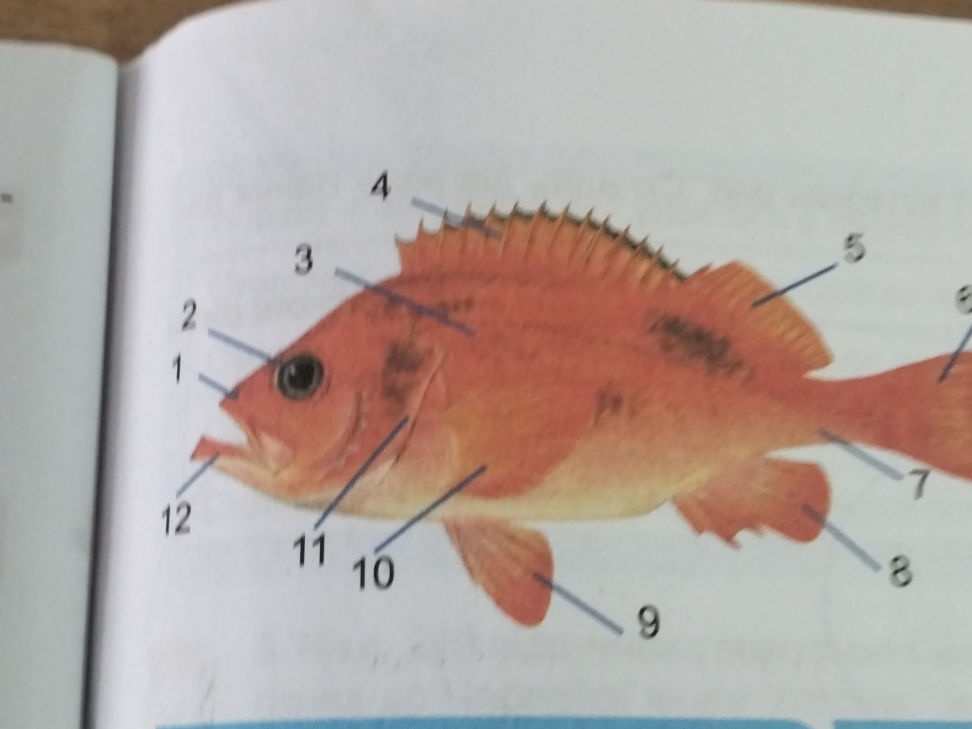 The image shows a fish with numbered labels | StudyX