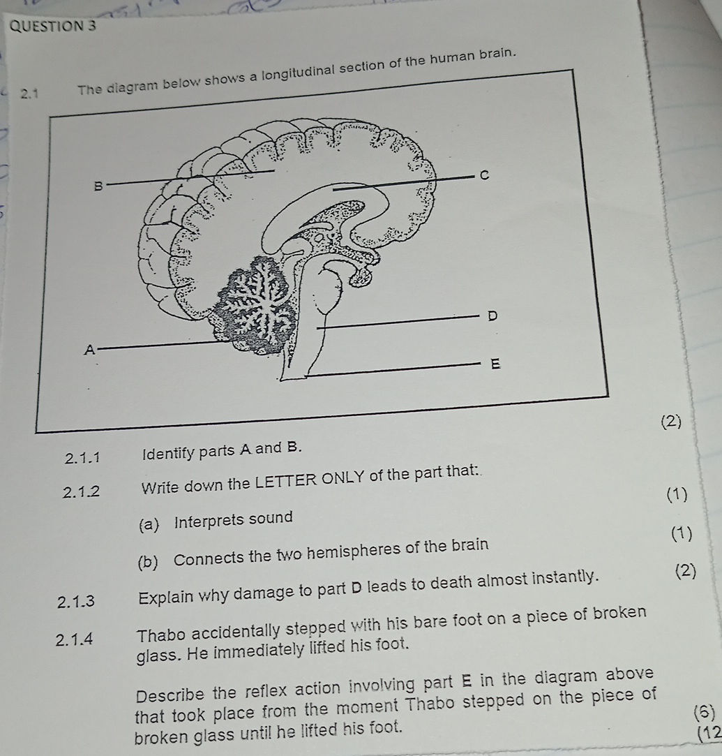 2.1 The diagram below shows a longitudinal | StudyX