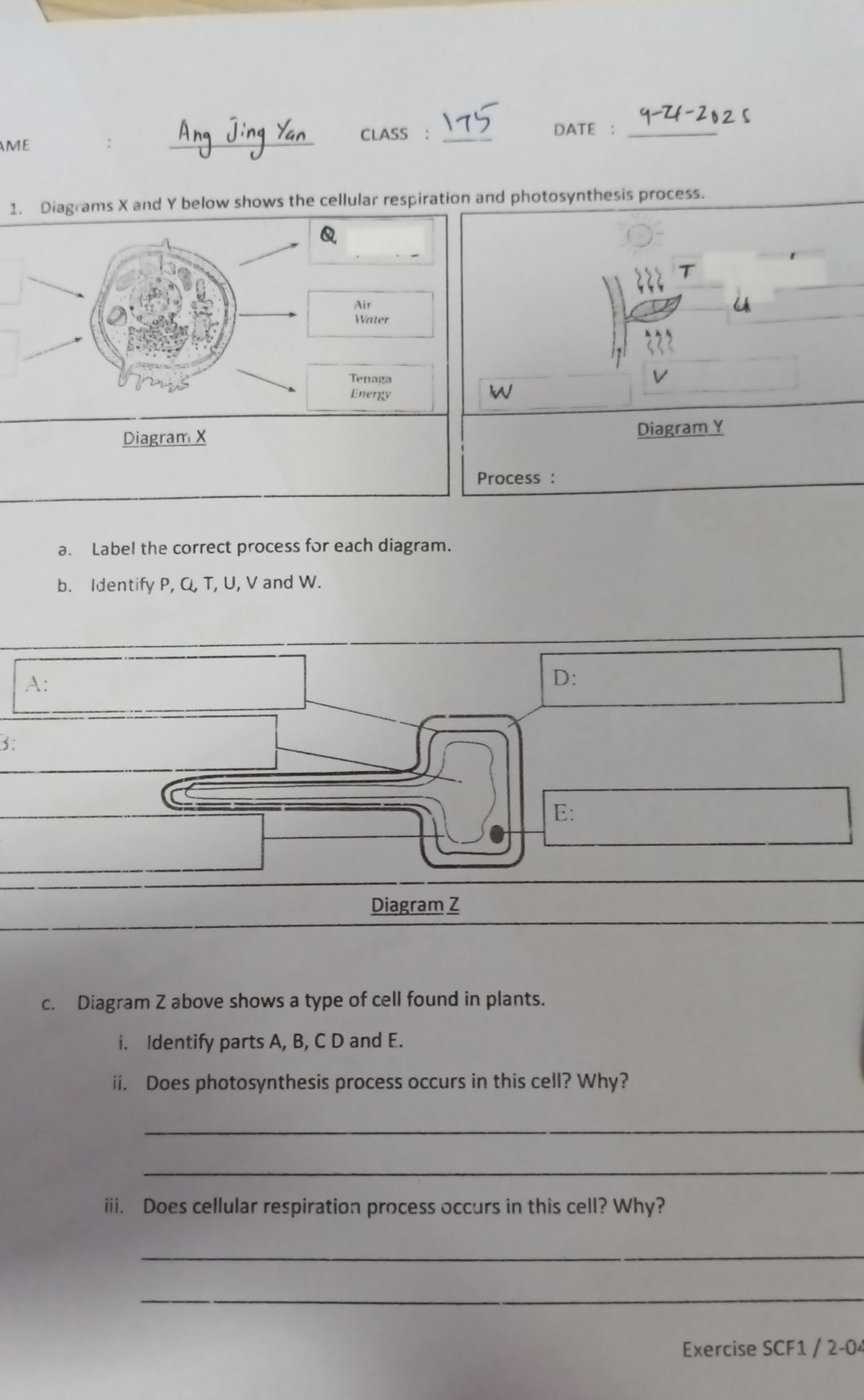 1. Diagrams X and Y below shows the cellular | StudyX