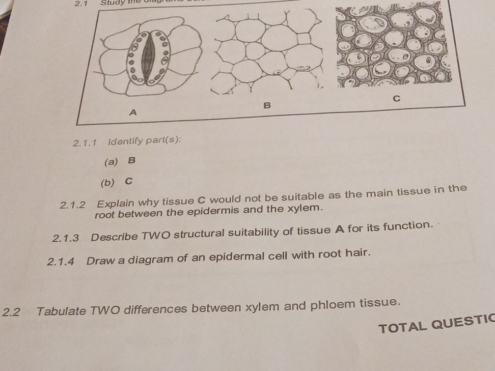 2.1 Study the diagrams below: (Diagrams of | StudyX