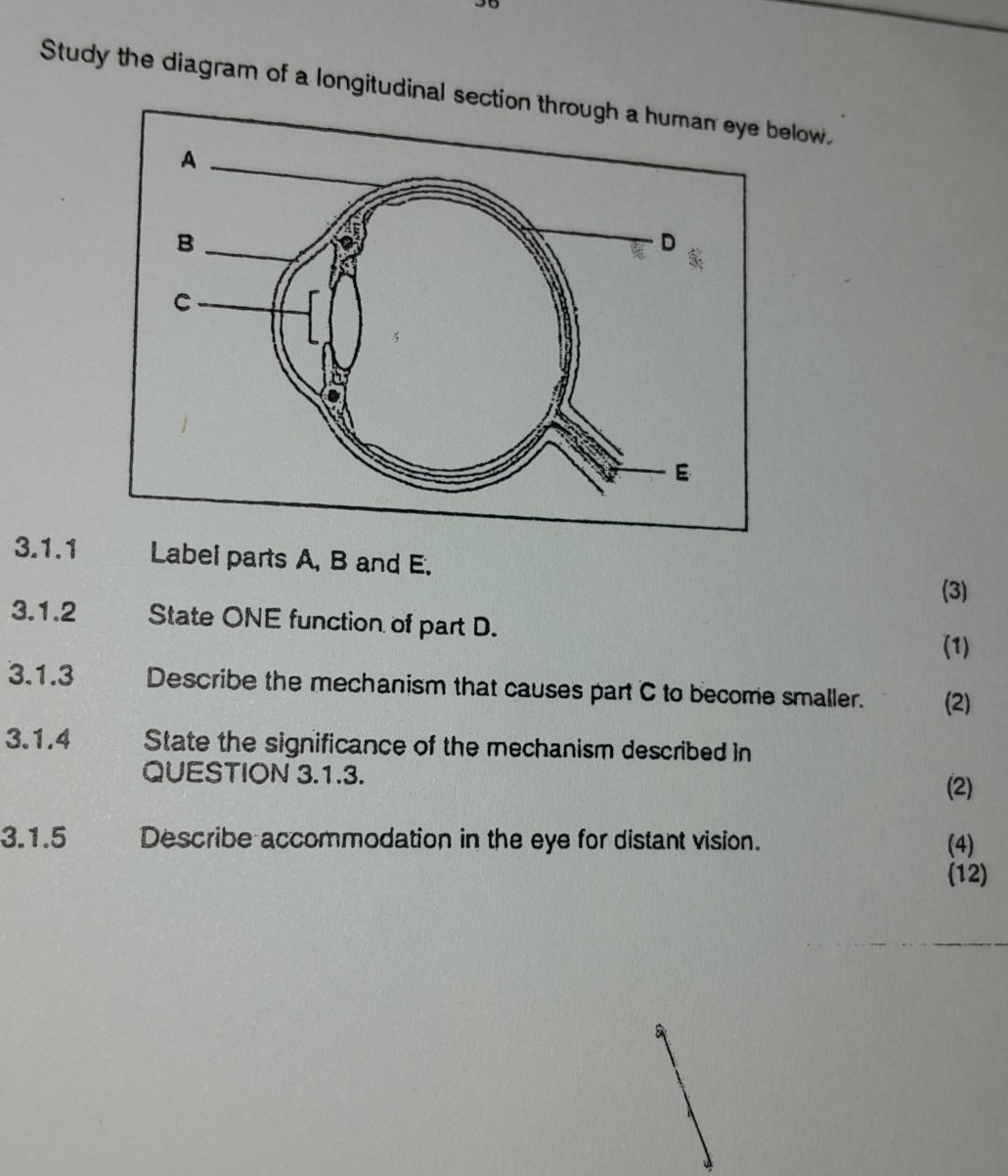 Study the diagram of a longitudinal section | StudyX