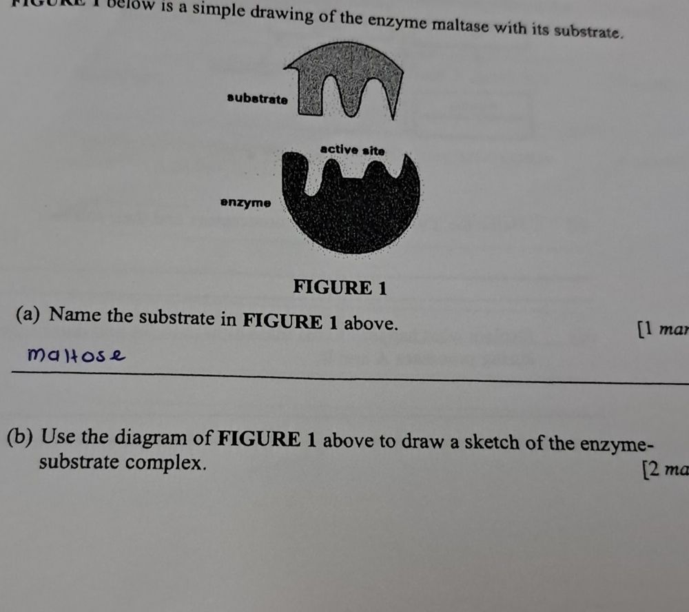 FIGURE 1 below is a simple drawing of the | StudyX