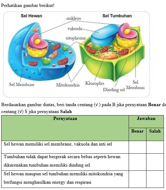 Perhatikan gambar berikut! Sel Hewan Sel | StudyX