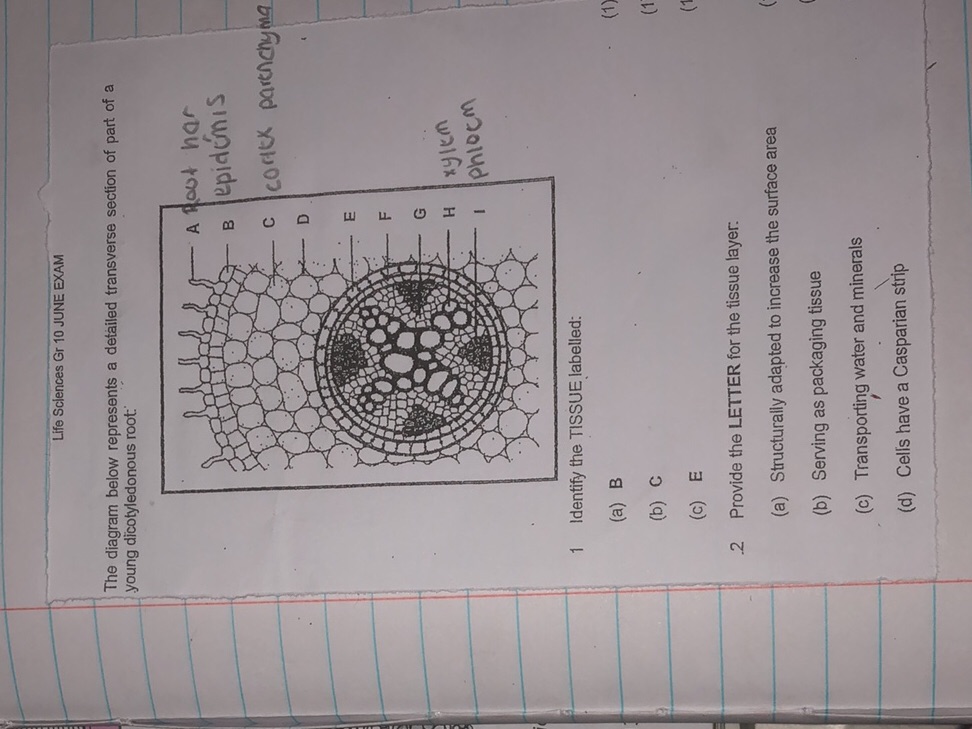 The diagram below represents a detailed | StudyX