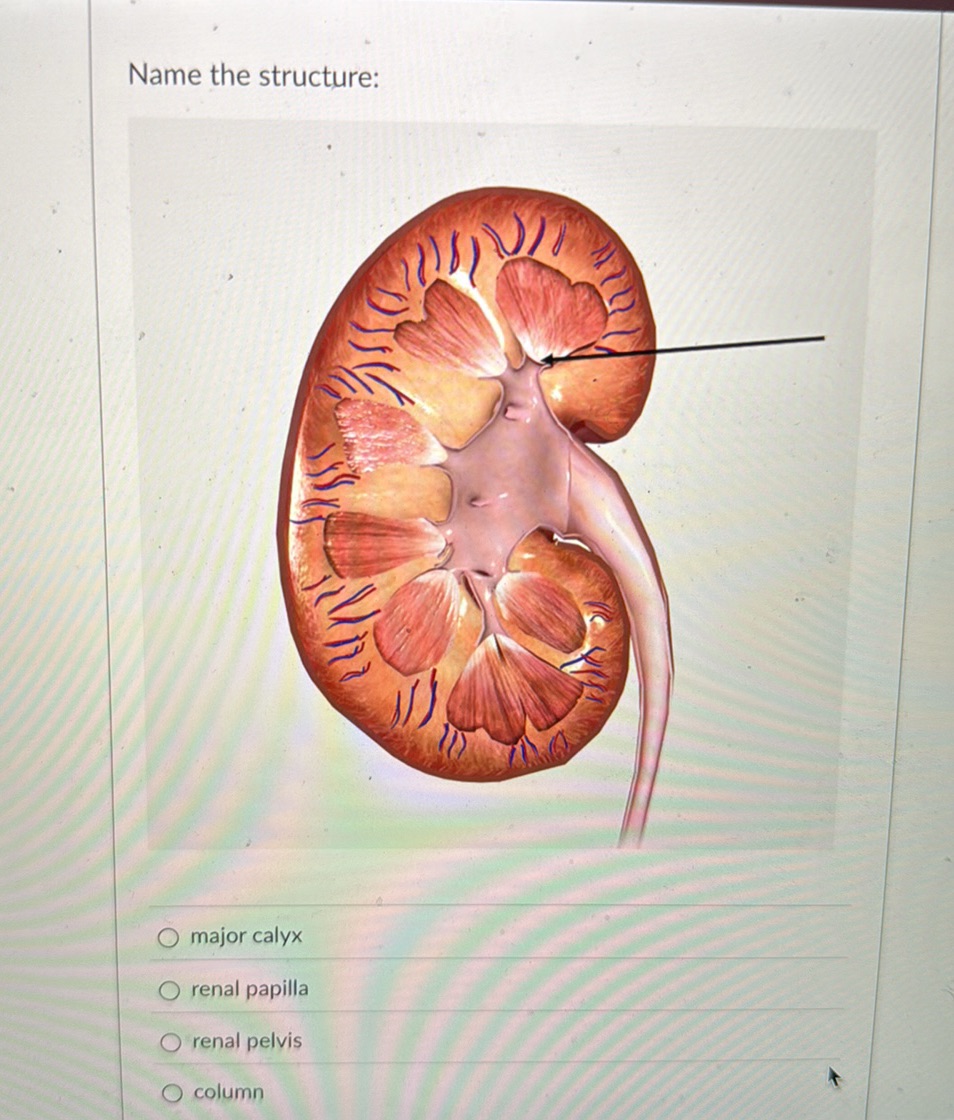 Name the structure: * major calyx * | StudyX