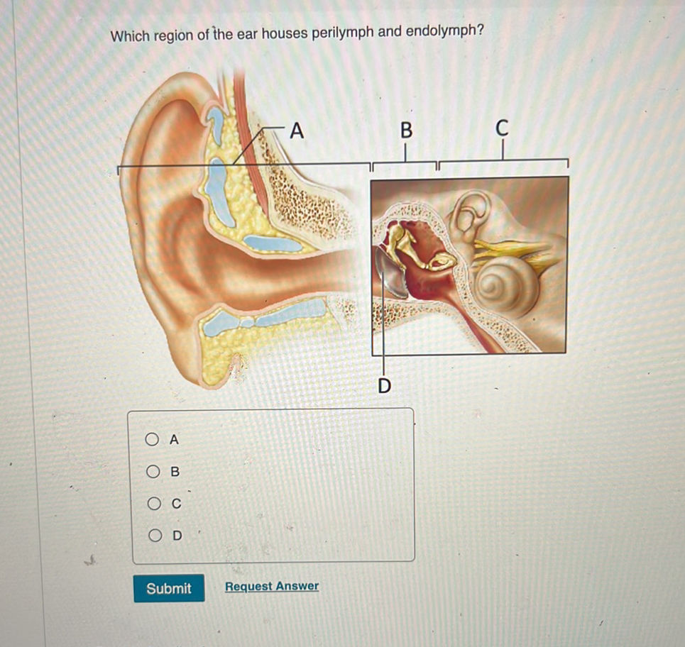 Which region of the ear houses perilymph and | StudyX