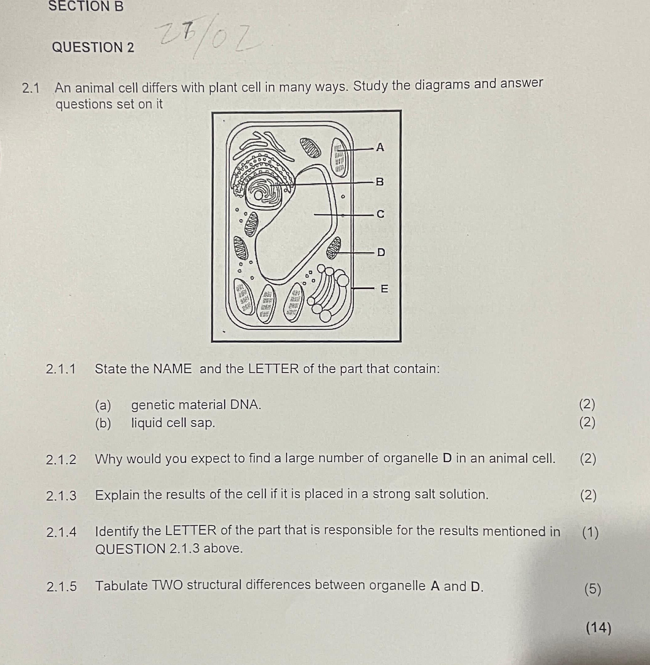 2.1 An animal cell differs with plant cell | StudyX