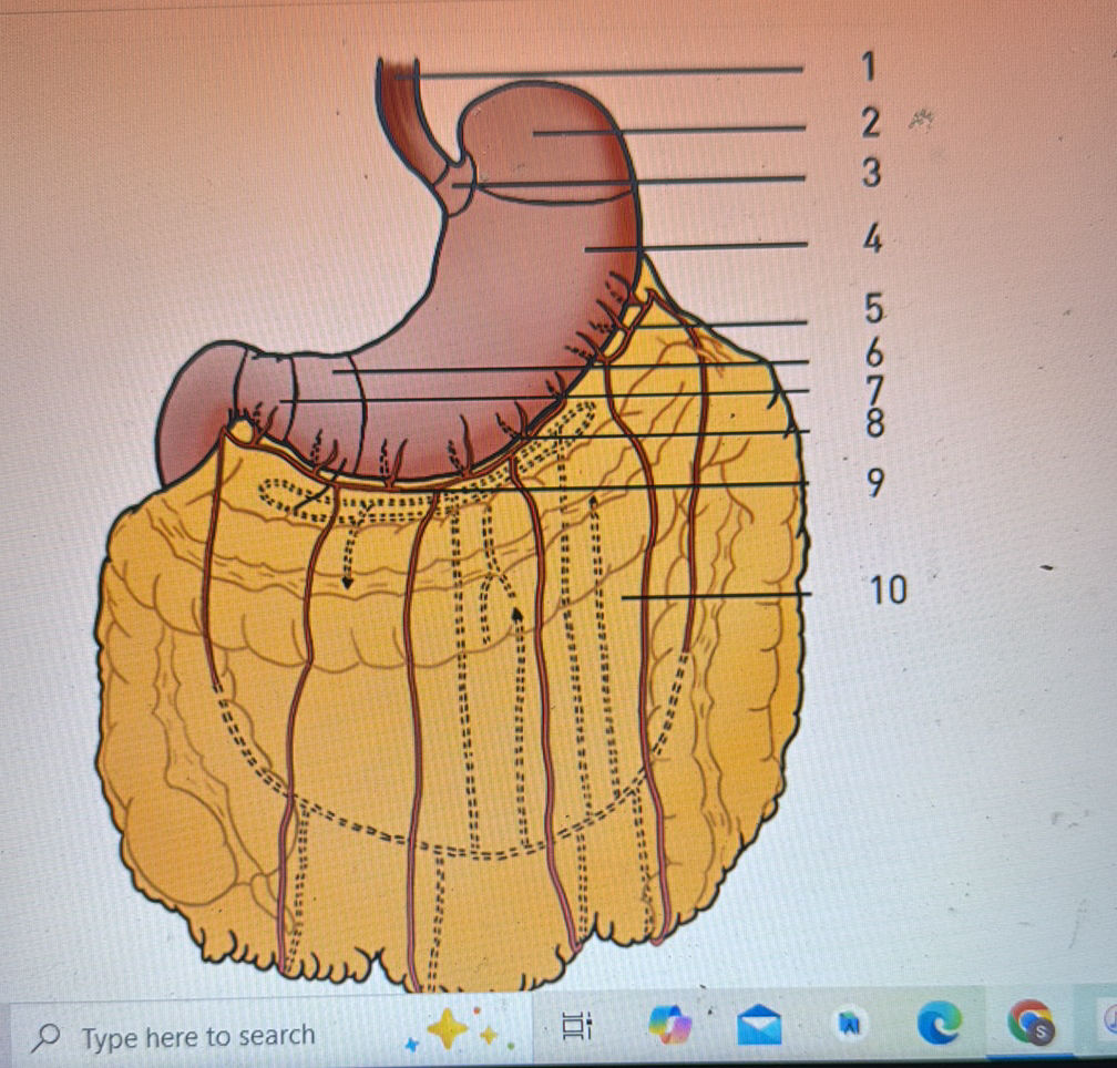 The image shows a diagram of the stomach | StudyX