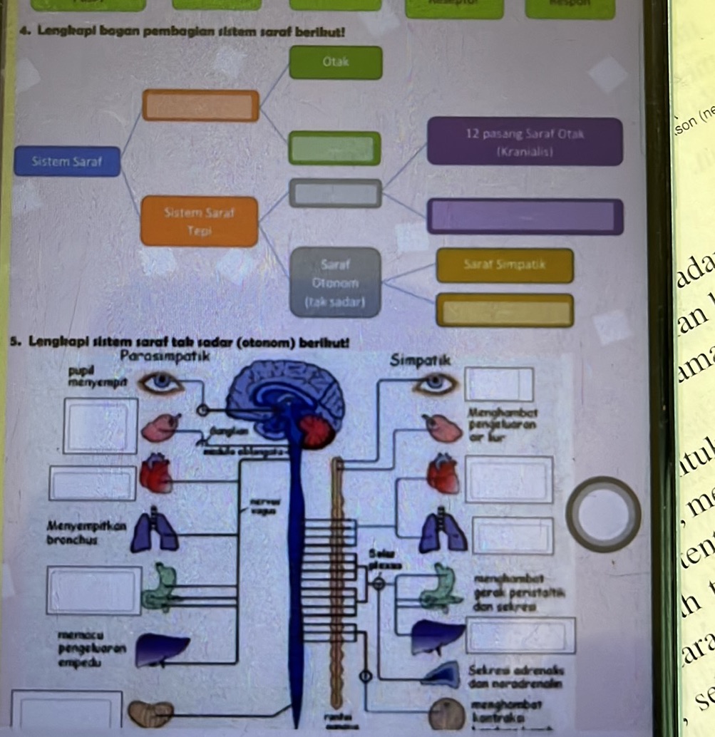 4. Lengkapi bagan pembagian sistem saraf | StudyX