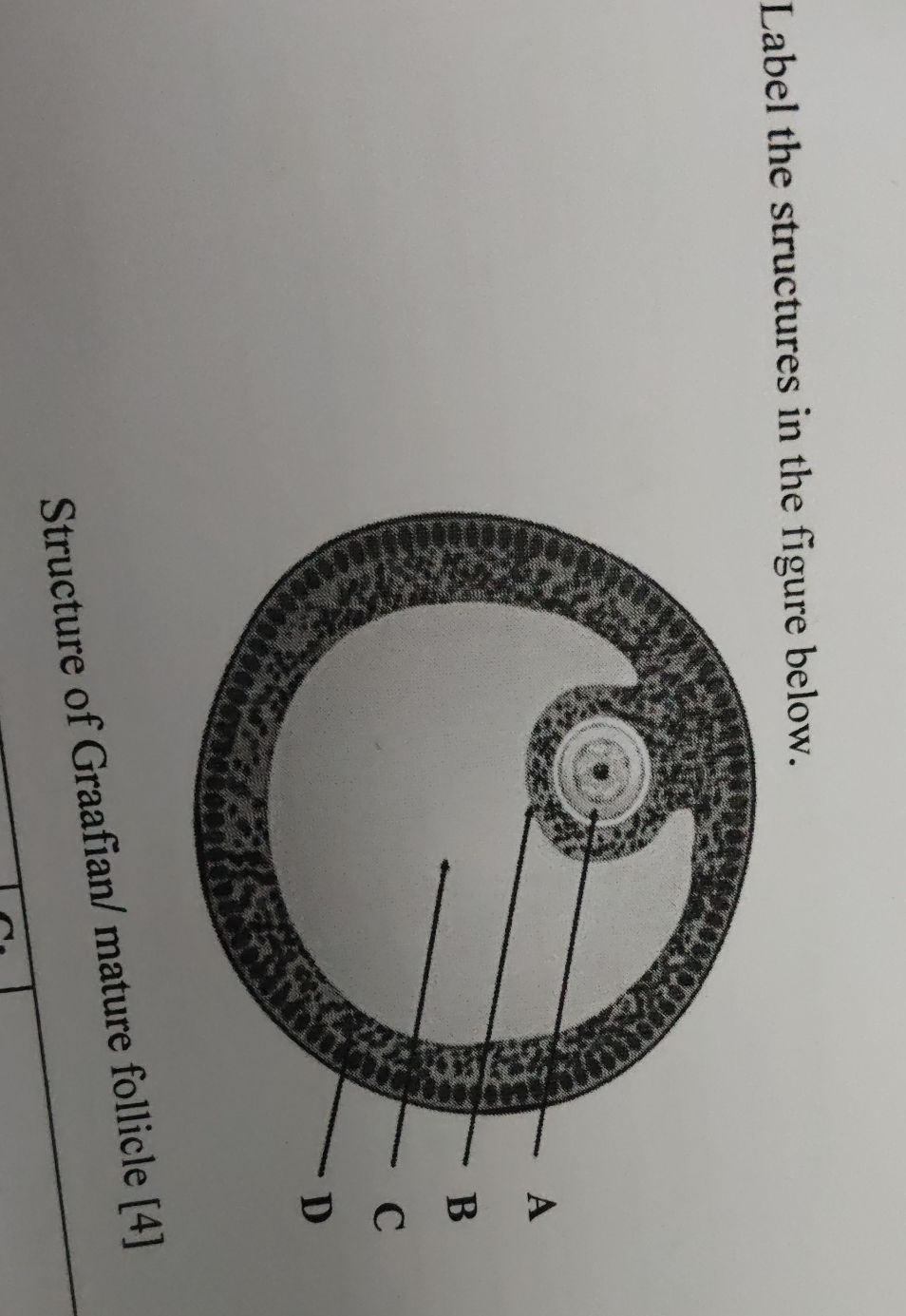 Label the structures in the figure below. A | StudyX